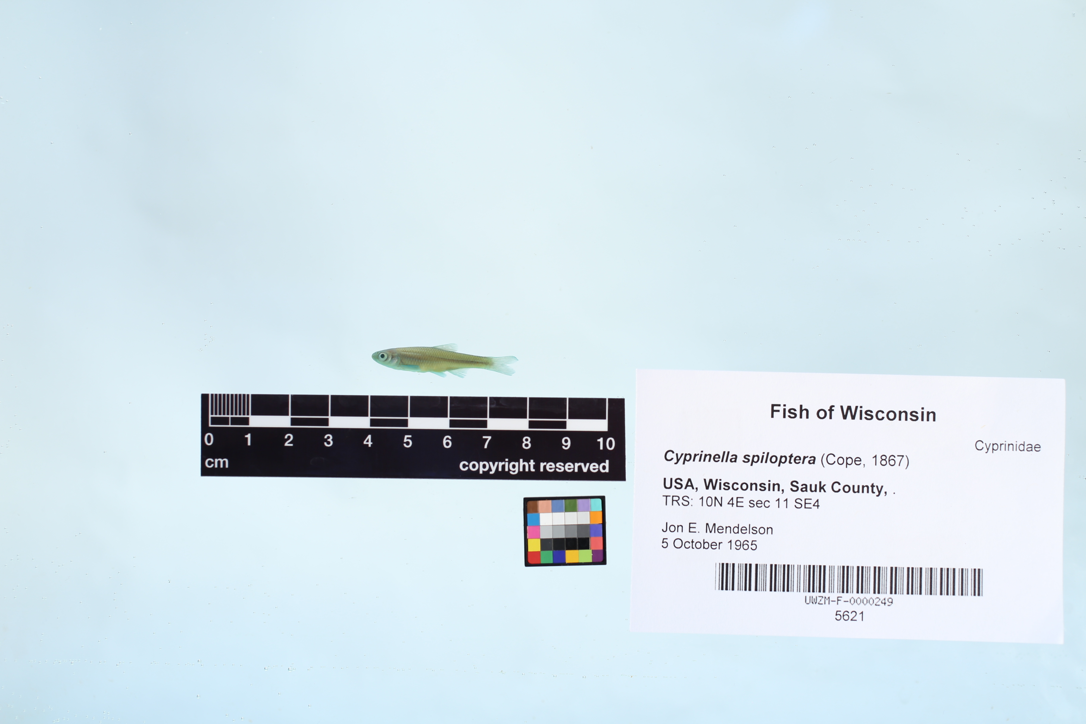 A FAIR and modular image‐based workflow for knowledge discovery in the ...