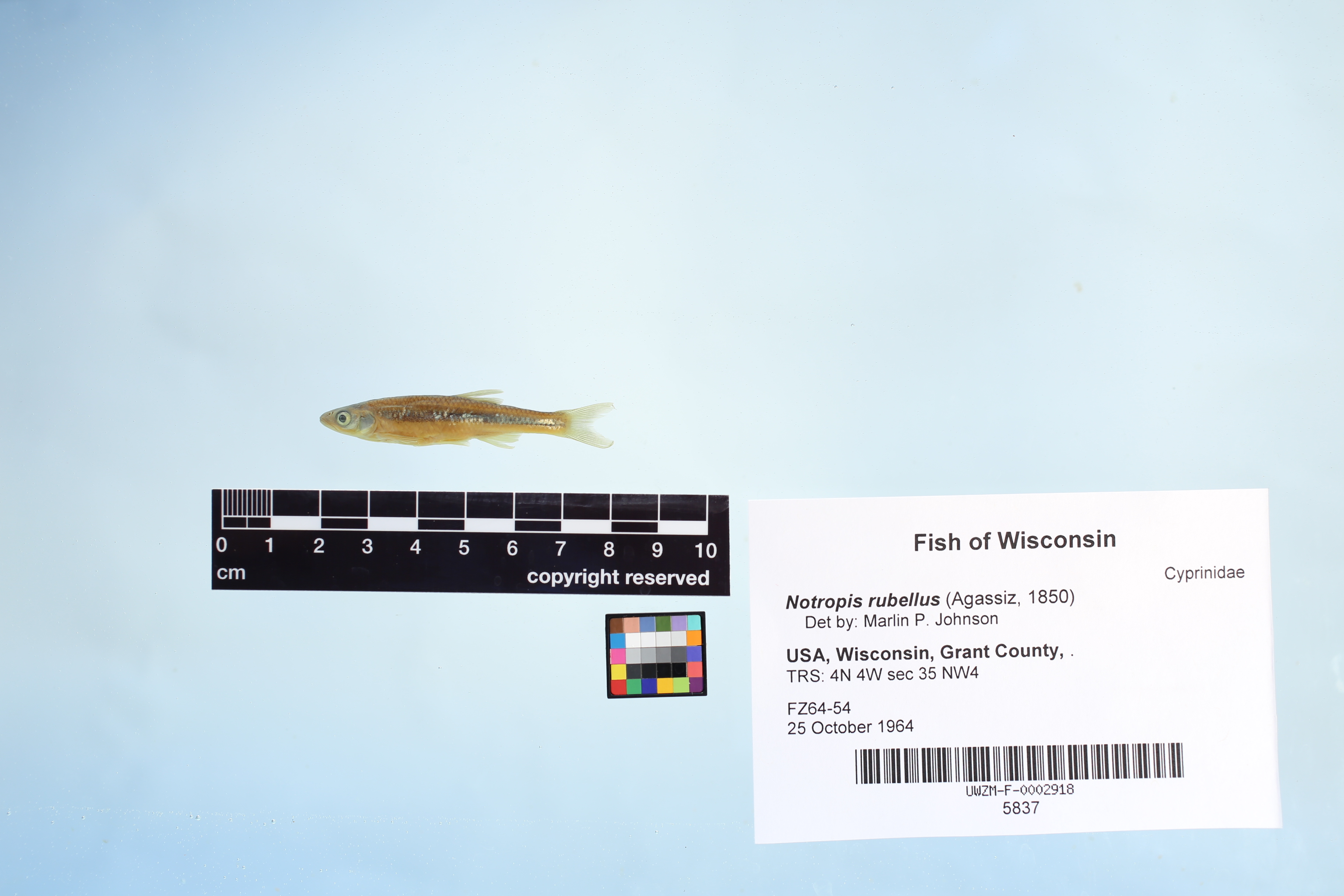 A FAIR and modular image‐based workflow for knowledge discovery in the ...